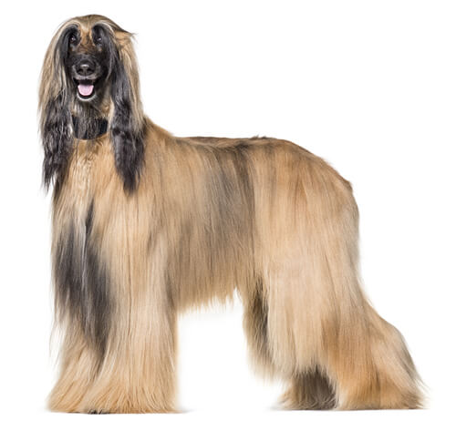 Afghaanse windhond | Alles over dit hondenras | Purina