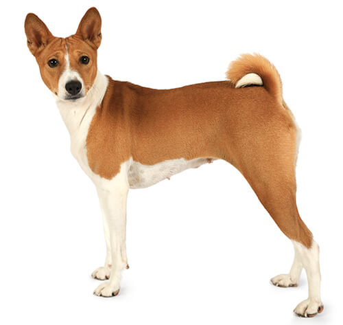Basenji: caractère, santé, etc - Tout sur la race de chien | Purina
