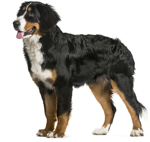 Berner sennen | Alles over dit hondenras | Purina