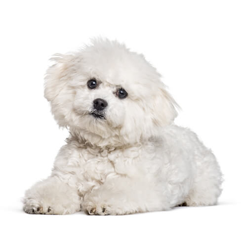 Bichon Frisé: Tout savoir sur la race de chien | Purina