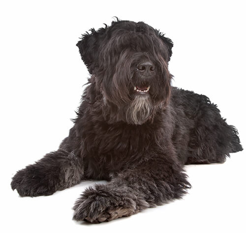 Bouvier | Alles over dit hondenras | Purina BE