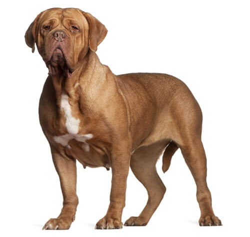 Bordeauxdog | Alles over dit hondenras | Purina