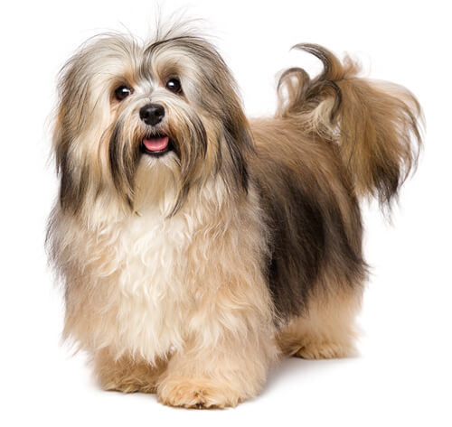 Havanezer | Alles over dit hondenras | Purina
