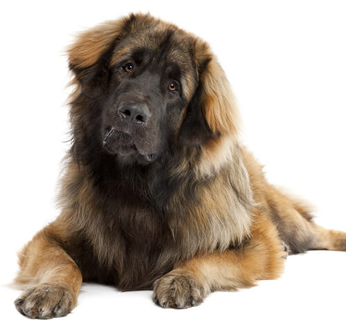 Leonberg: Tout savoir sur la race de chien | Purina BE