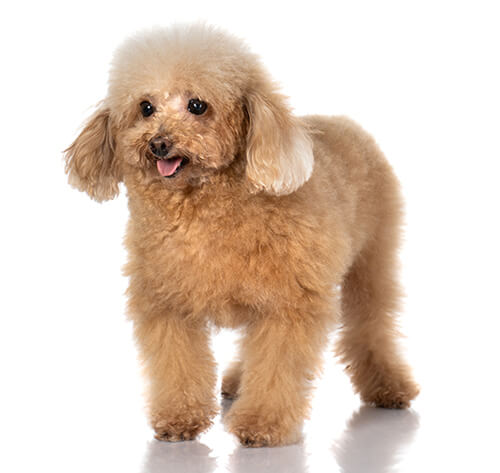 Toypoedel | Alles over dit hondenras | Purina BE