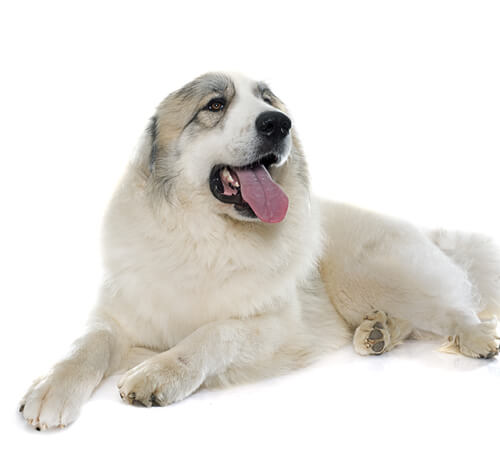 Pyrenese berghond | Alles over dit hondenras | Purina