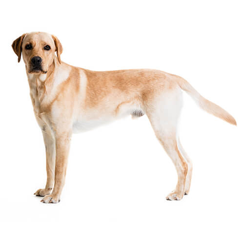 Labrador Retriever : Tout savoir sur la race de chien | Purina