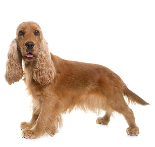 De unieke eigenschappen van de Engelse Cocker Spaniel | Purina