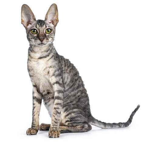 Cornish Rex chat race information | Purina BE