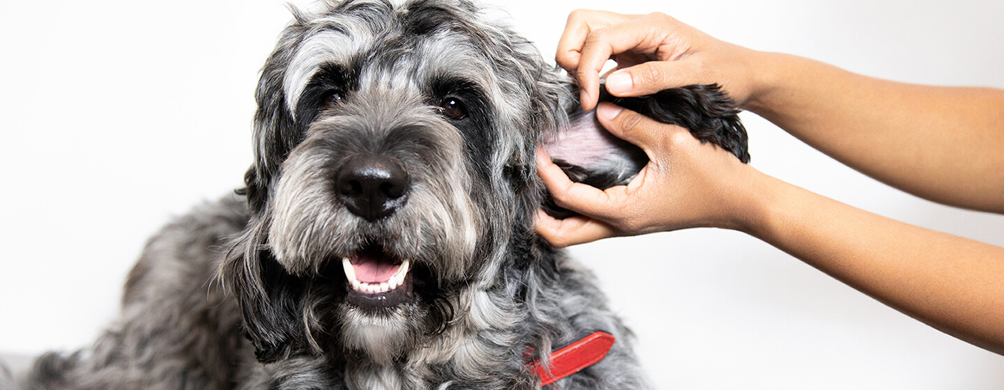Welke parasieten kunnen je hond plagen in de zomer? | Pro Plan