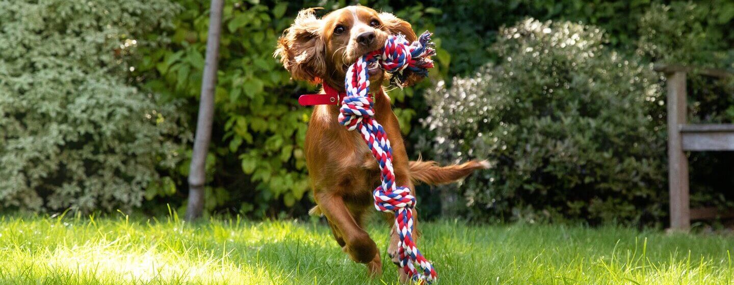 Sport en spel met je hond | Purina