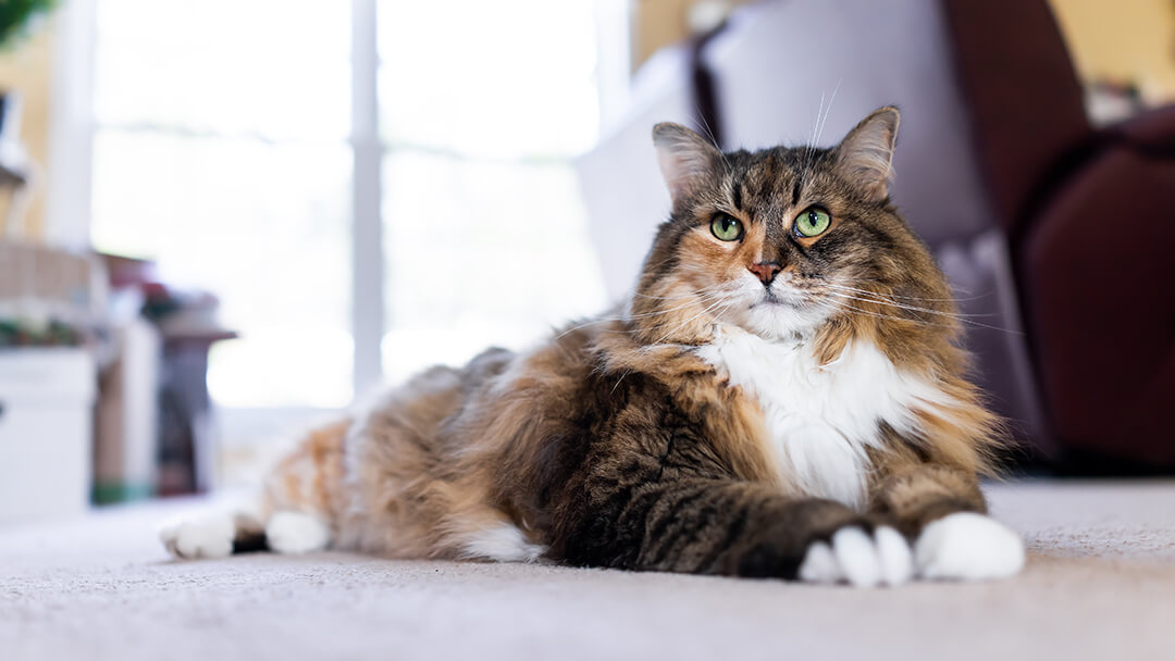 14 verbluffende weetjes over katten | Purina BE