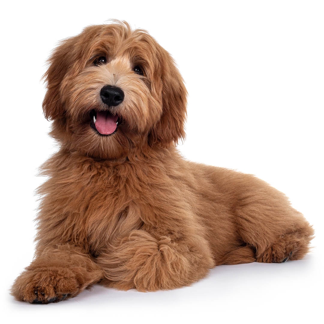Labradoodle : Tout sur la race de chien | Purina