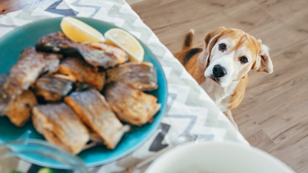 Mogen honden makreel eten? Kom het antwoord te weten. | Purina