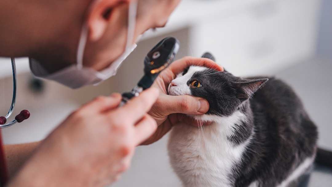 Infection oculaire du chat : symptômes et traitements | Purina BE