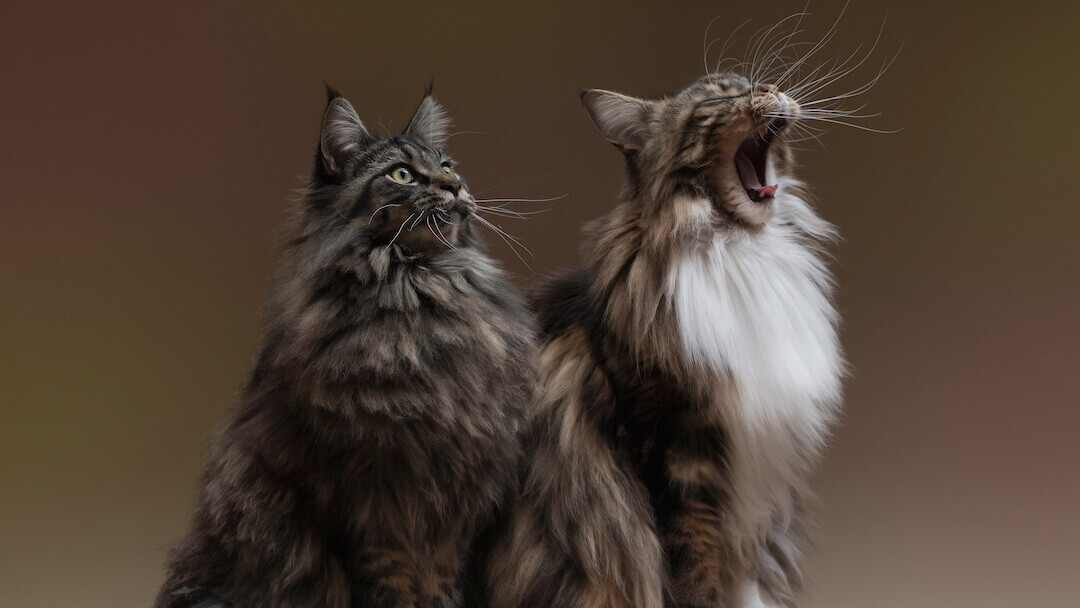 15 langharige kattenrassen | Purina BE