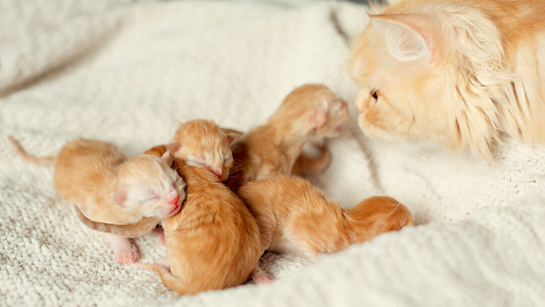 Comprendre le développement de la vision chez le chaton | Purina