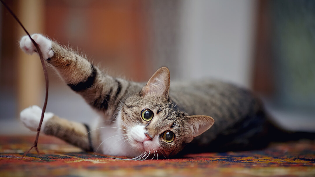 Infections de l'oreille chez le chat : Causes et symptômes | Purina BE