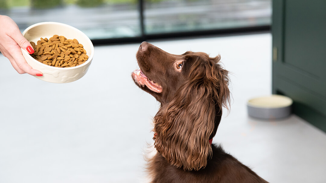 Met of zonder granen? Welke voeding kiezen voor jouw hond? | Purina