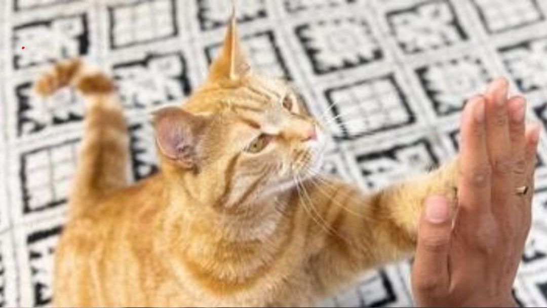 De 30 beste namen waarop je kater gek zal zijn | Purina