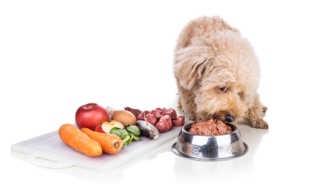 Rauwe Voeding Hond: Risico's & Voordelen | Purina BE