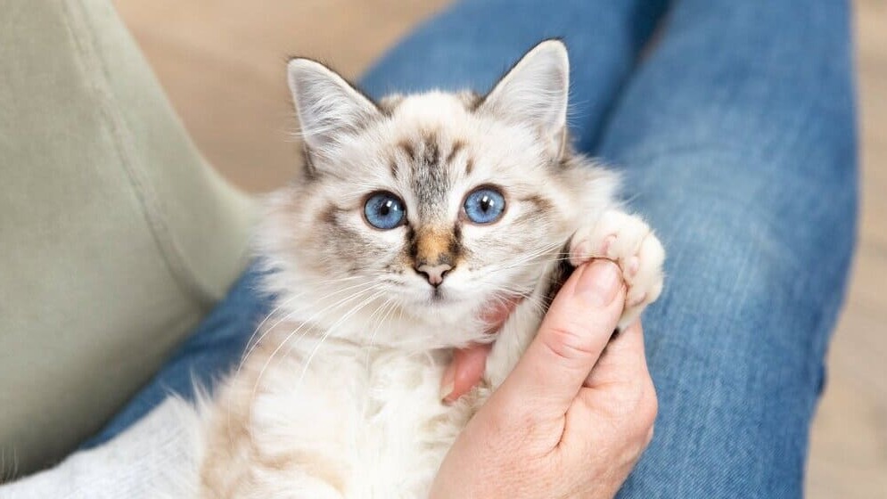 Prijs van een kitten: hoeveel kost een kat echt? | Purina BE