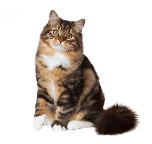 Sibérien chat race information | Purina