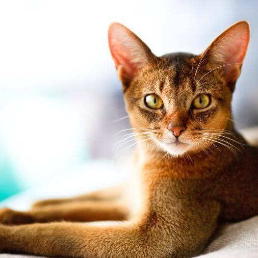 Abessijnse kat | Alles over dit kattenras | Purina