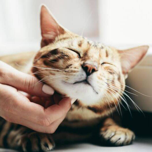 Bengaalse kat | Alles over dit kattenras | Purina