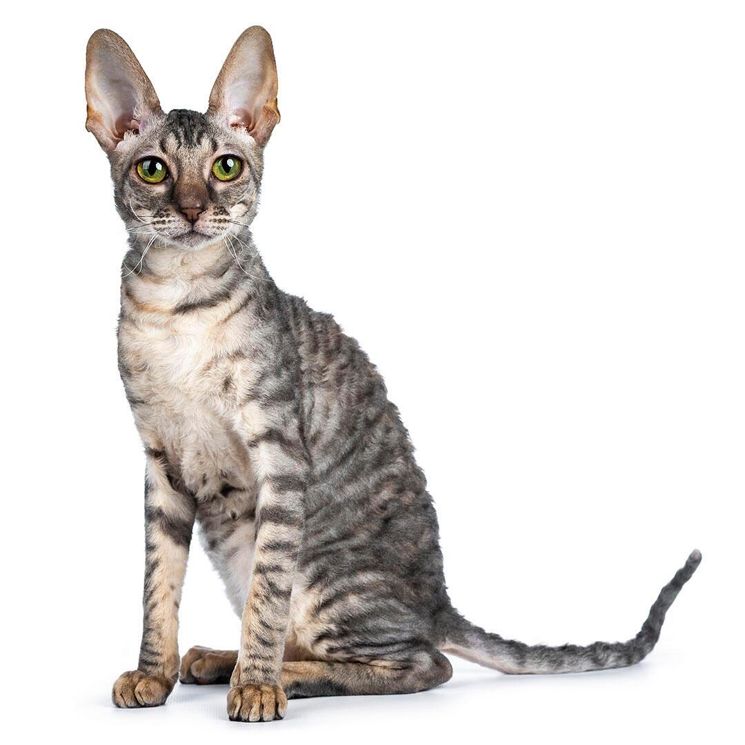 Cornish Rex chat race information | Purina