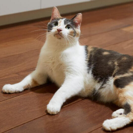 Manx chat race information | Purina