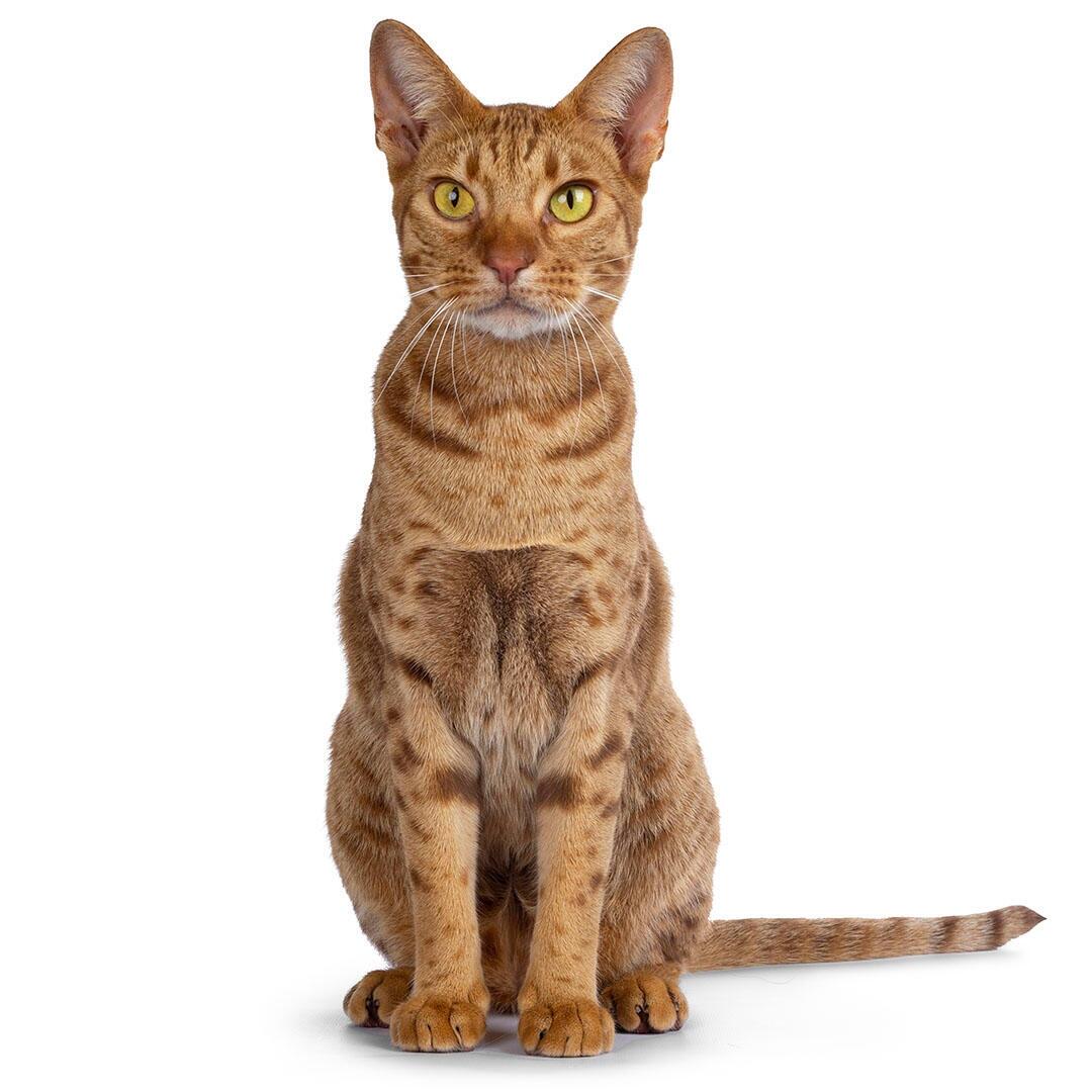 Ocicat | Alles over dit kattenras | Purina