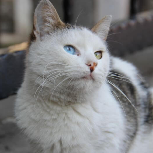 Turkse van | Alles over dit kattenras | Purina