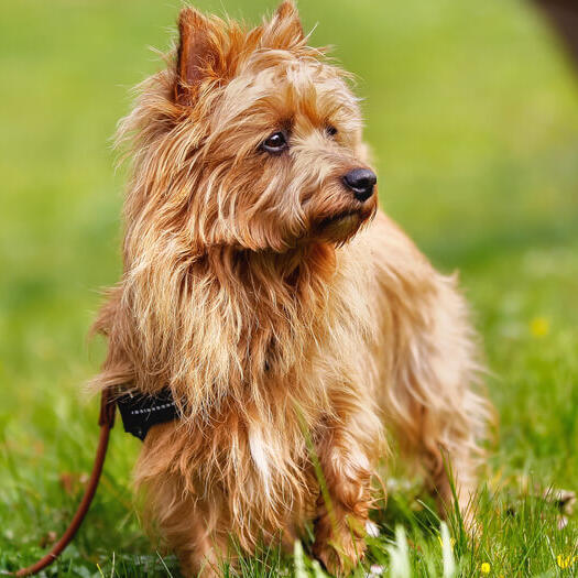 Terrier australien chien race information | Purina