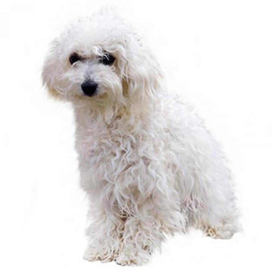 Bichon bolonais chien race information | Purina