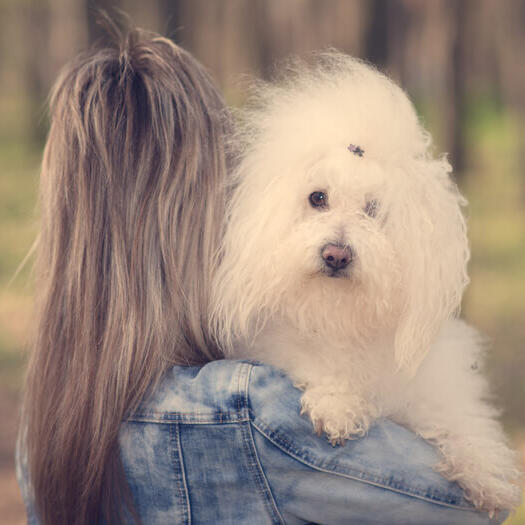 Bolognezer | Alles over dit hondenras | Purina