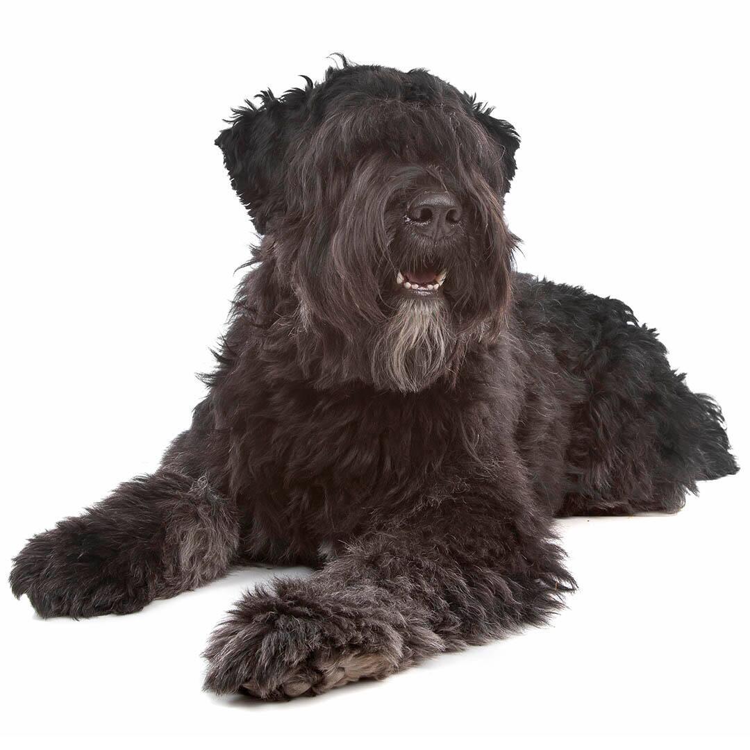 Bouvier | Alles over dit hondenras | Purina
