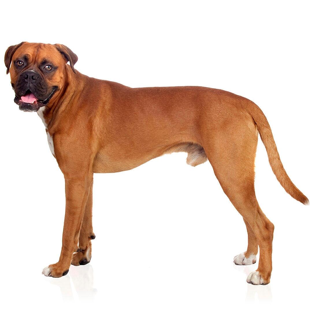 Boxer chien race information | Purina