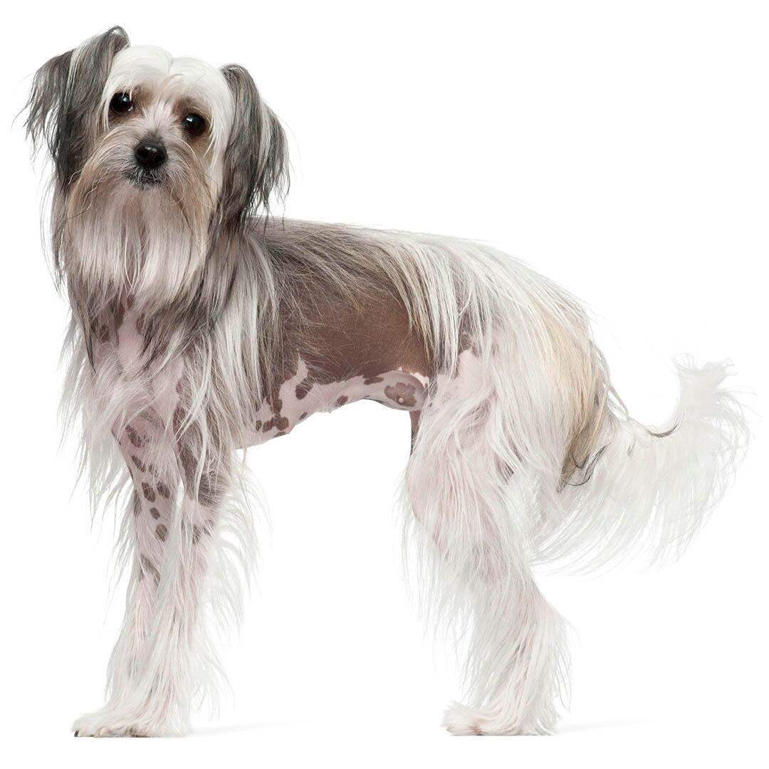 Chien chinois à crête chien race information | Purina