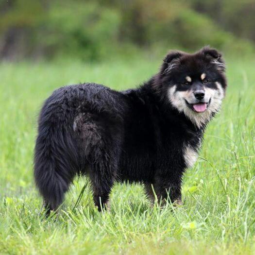 Chien finnois de Laponie chien race information | Purina