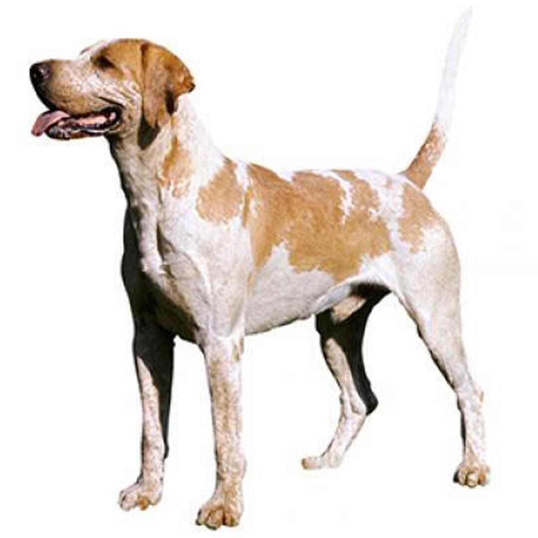 Foxhound anglais chien race information | Purina