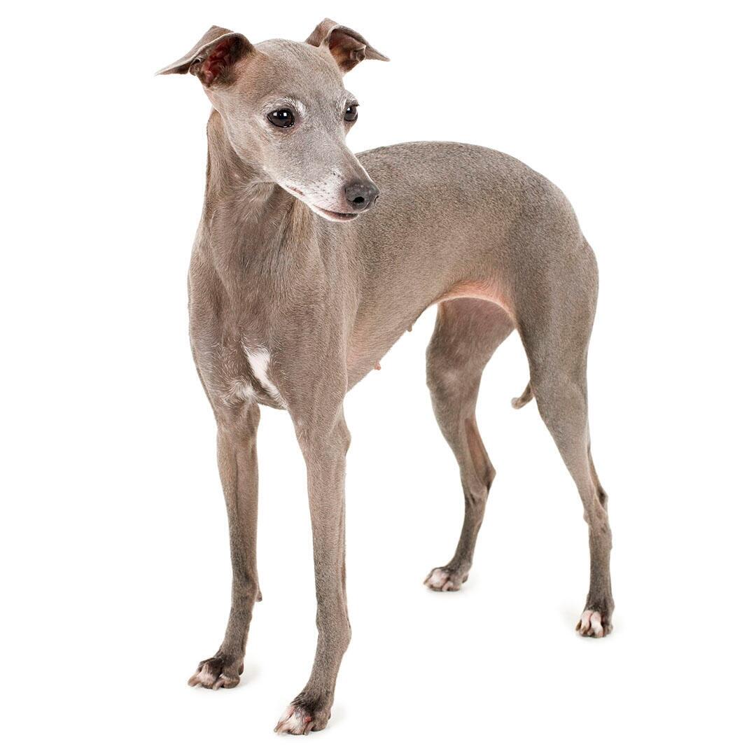 Italiaanse windhond | Alles over dit hondenras | Purina