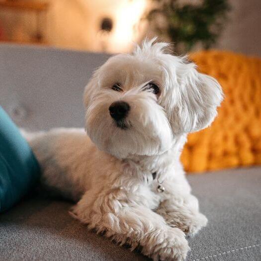 Maltezer | Alles over dit hondenras | Purina