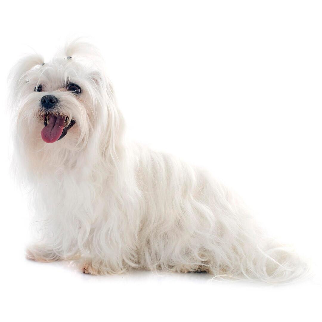 Maltezer | Alles over dit hondenras | Purina