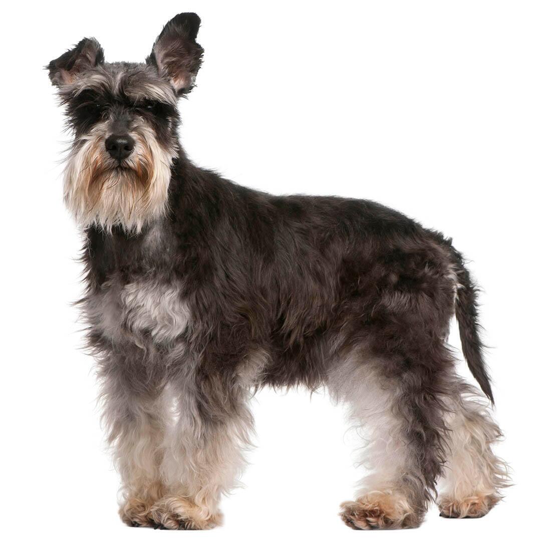 Schnauzer nain chien race information | Purina