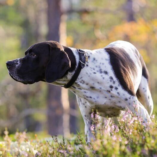 Pointer | Alles over dit hondenras | Purina