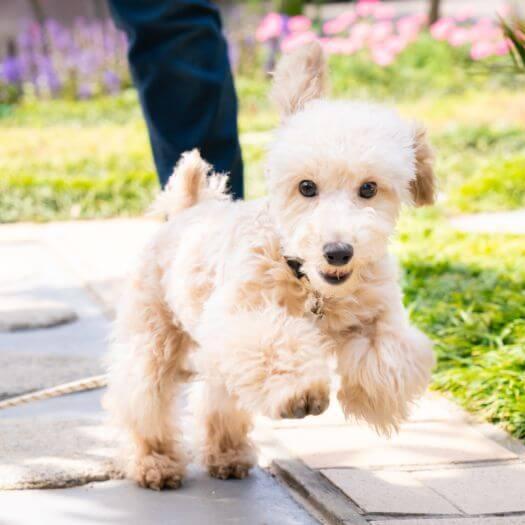 Dwergpoedel | Alles over dit hondenras | Purina