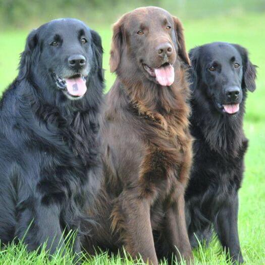 Flat-Coated Retriever chien race information | Purina