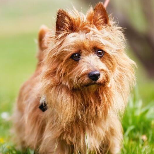 Terrier australien chien race information | Purina