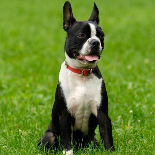 Boston Terrier chien race information | Purina